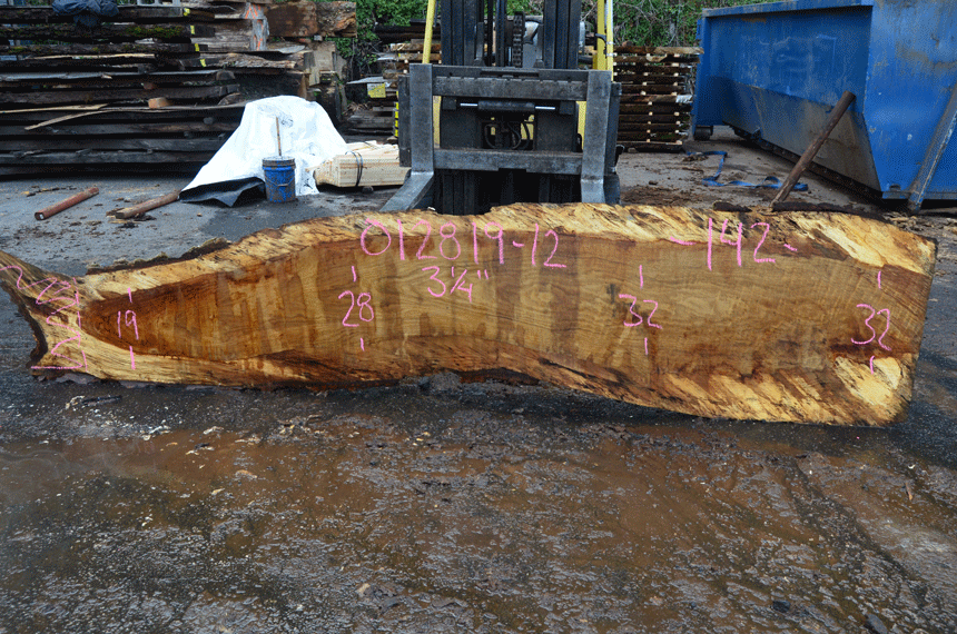 Oak Wood Tree Slabs Live Oak Wood Slabs