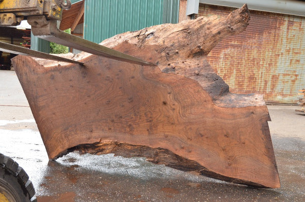 Oregon Black Walnut Slab 091622-06 – Goby Walnut