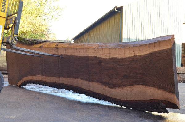 Oregon Black Walnut Slab 092222-08 – Goby Walnut