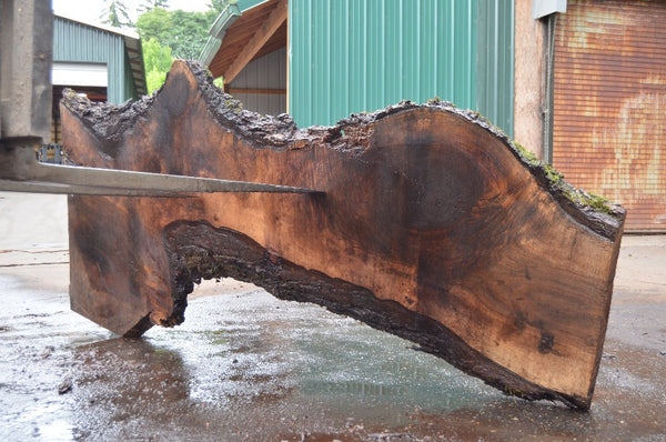 Oregon Black Walnut Slab 063022-10 – Goby Walnut
